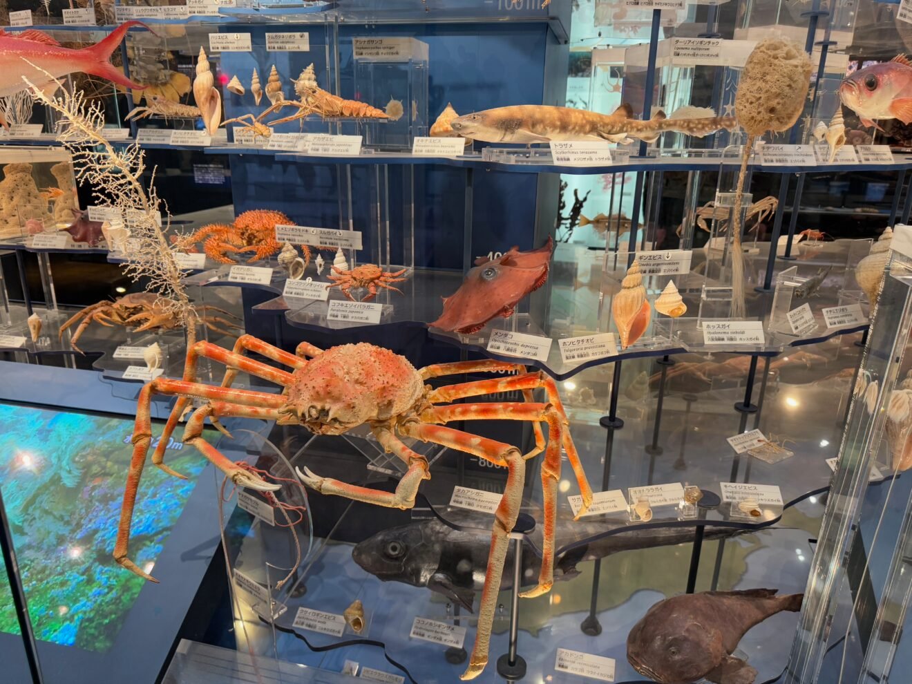 National Museum of Nature and Science Tokyo: What to See - Curious Don