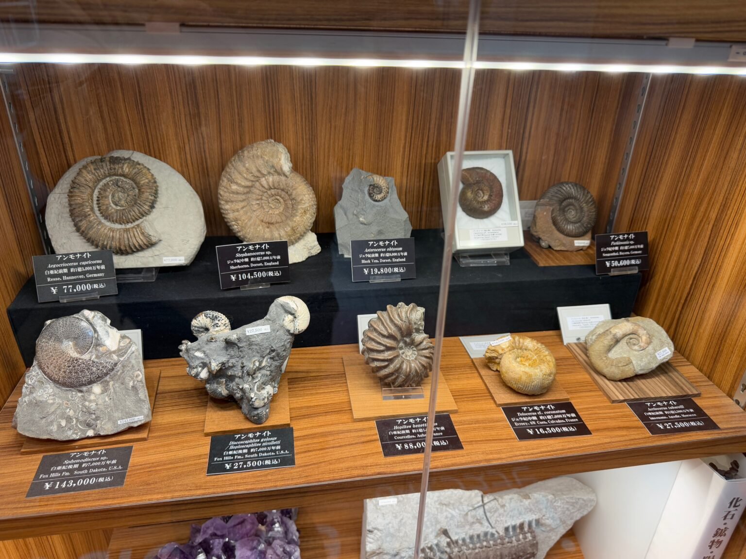 National Museum of Nature and Science Tokyo: What to See - Curious Don