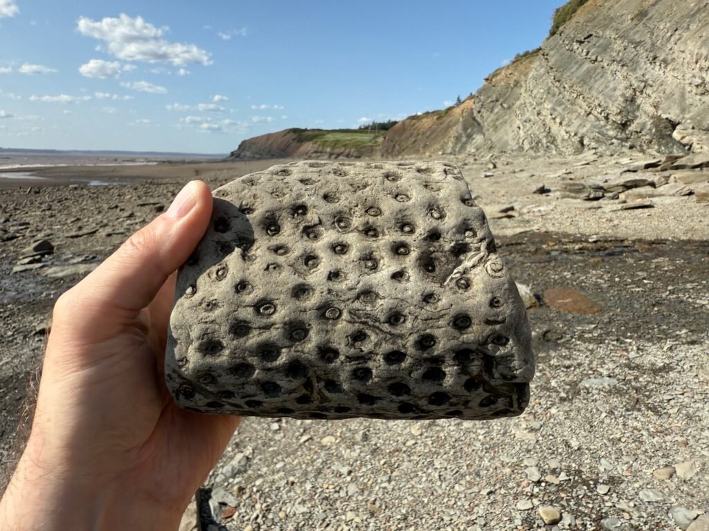Joggins Fossil Cliffs: Explore Earth’s Ultimate Fossil Shore - Curious Don